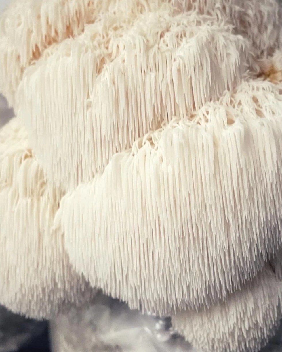 Discount 12 inch hub motor kit Top Sale