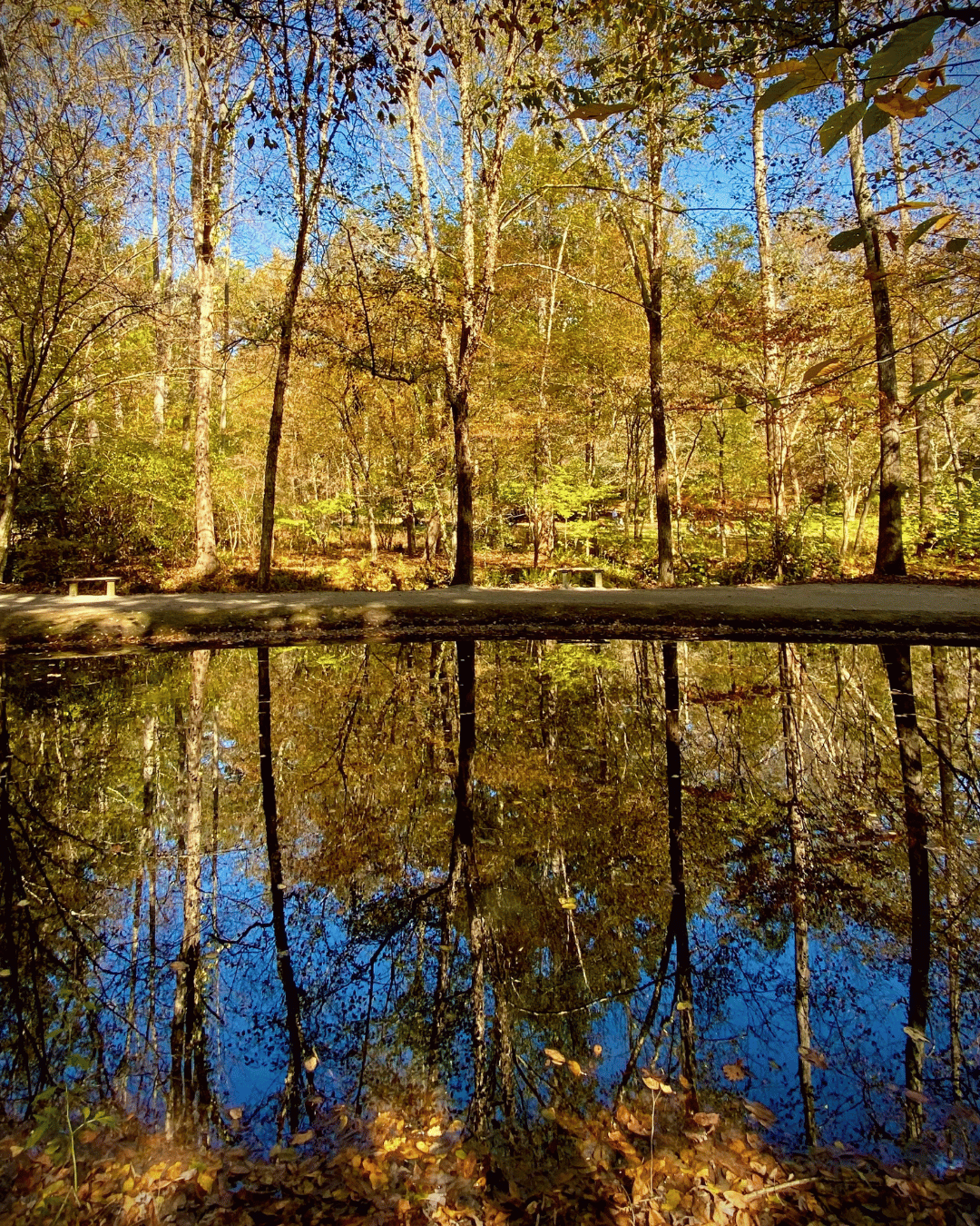 The Psychological Benefits of Forest Therapy for Urban Life - Wild Wood ...